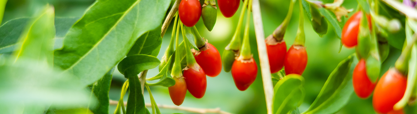Ningxia Red – Young Living Canada